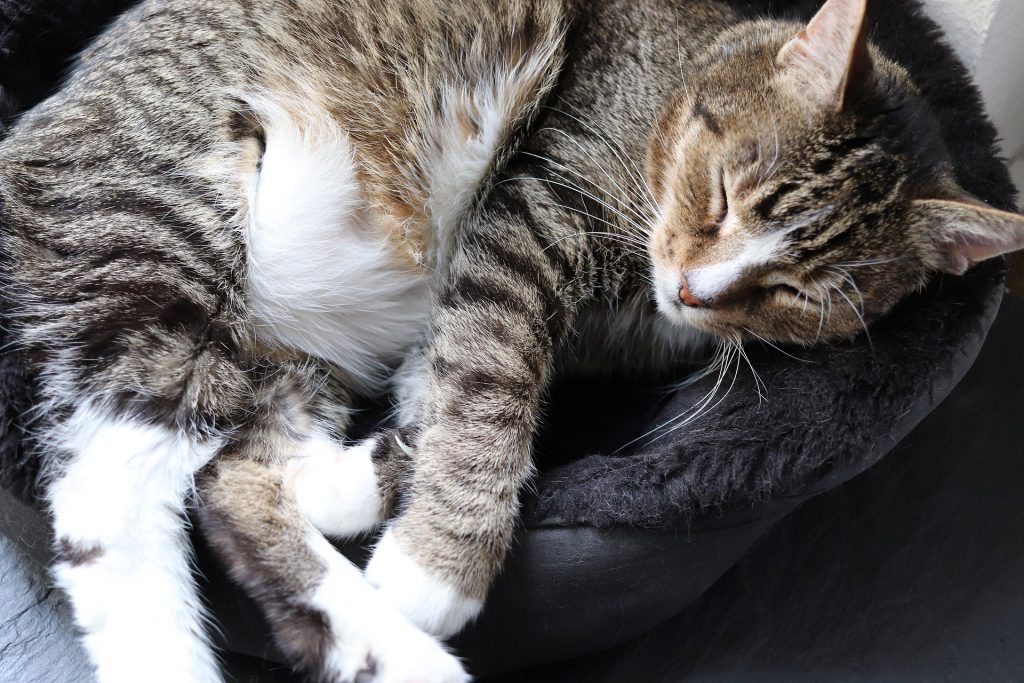 Tips for Calming Your Cat - Fon Jon Pet Care | San Diego County