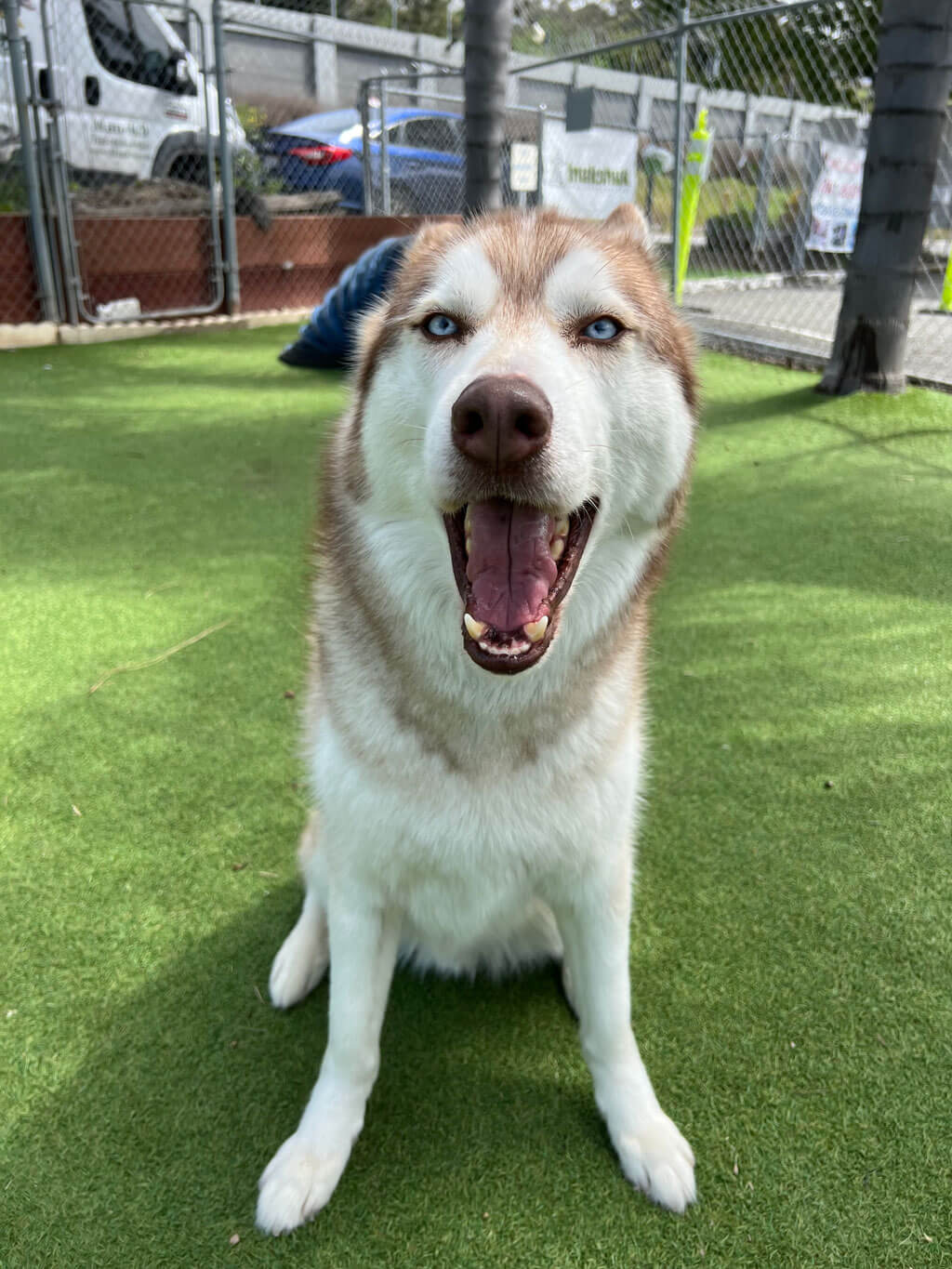 San Diego's Top Dog Boarding, Dog Daycare, & Dog Grooming