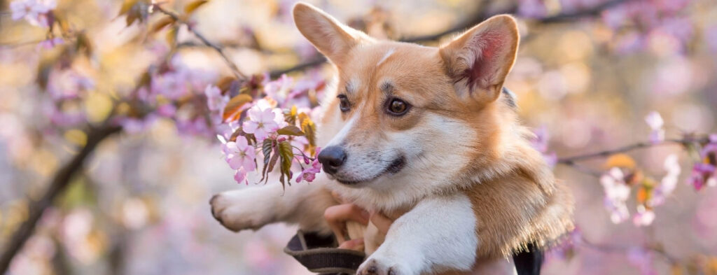 Bark into Spring Safely: Tips for Dog Owners Delight