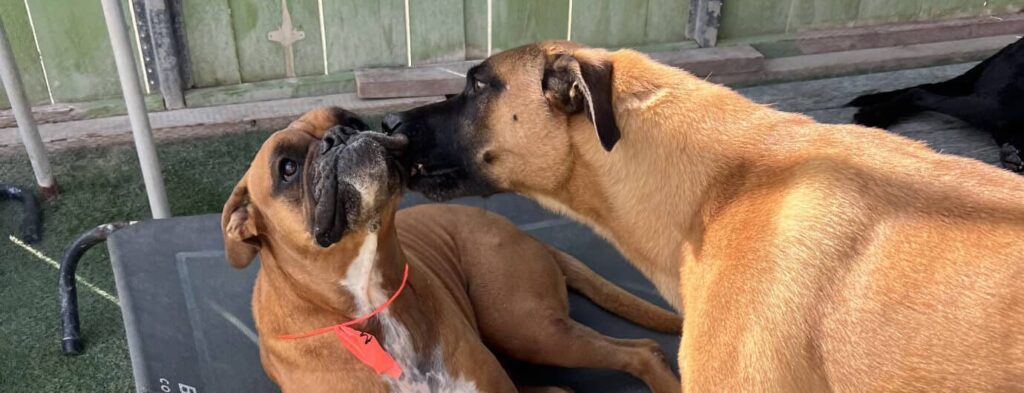 Unleashing The Power of Dog Daycare for Dog Socialization!