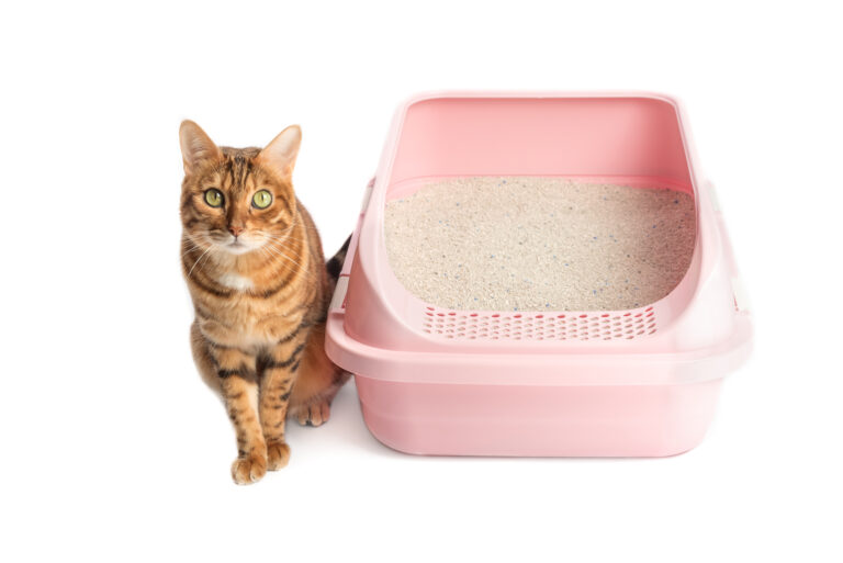 Positive Reinforcement Cat Training: A Guide