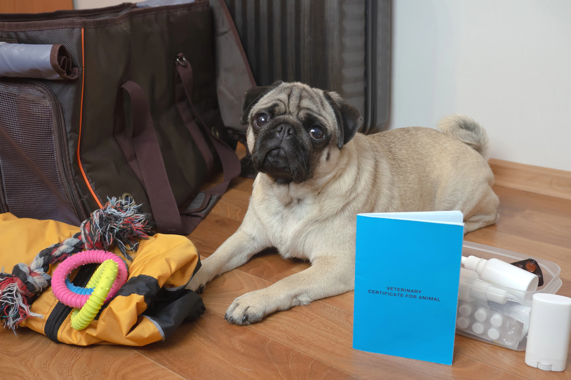 Disaster Preparedness: Dog Emergency Kits & Safety Tips