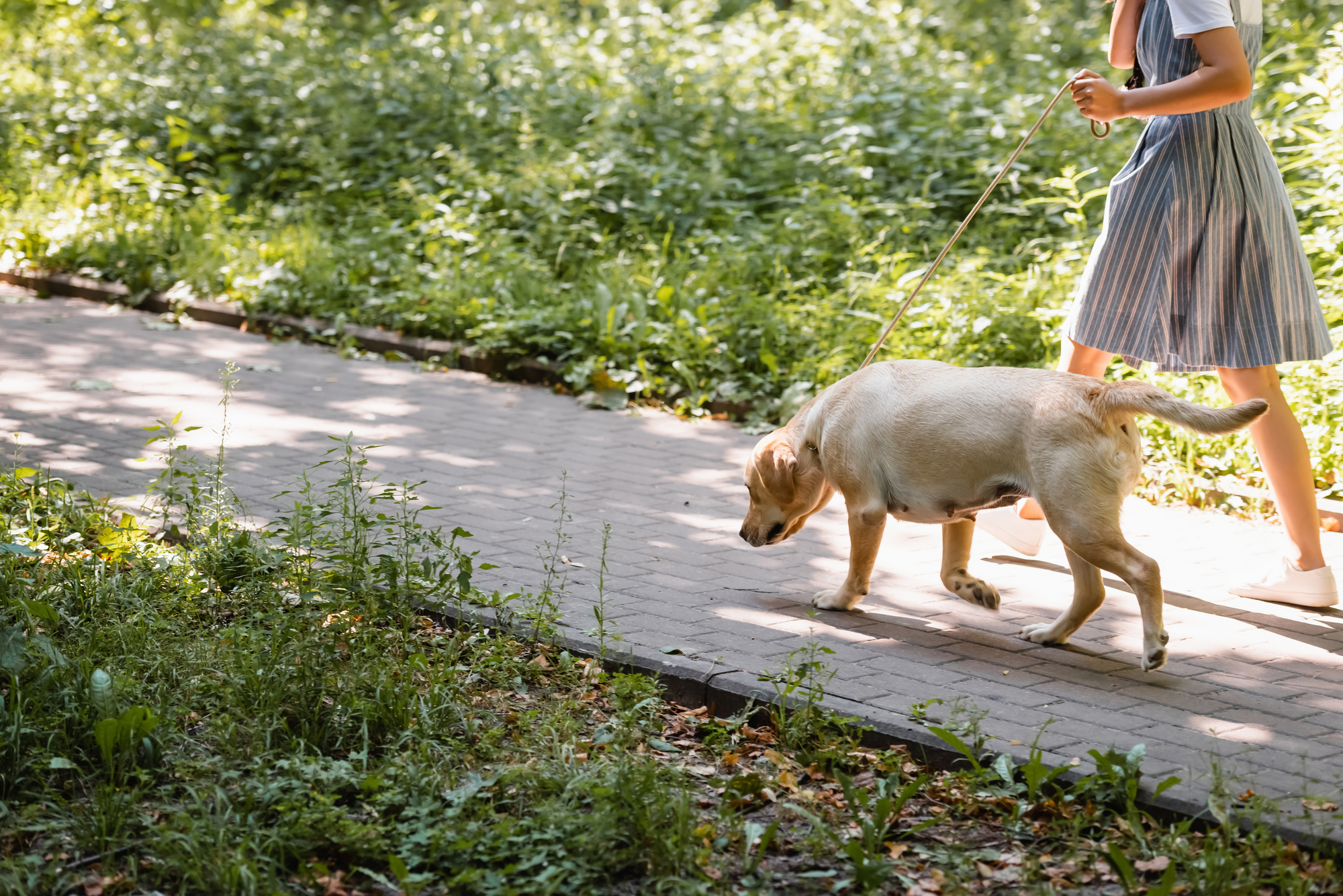 Pavement Safety: How Hot is Too Hot for Your Dog's Paws?