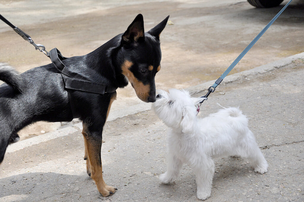Introducing a New Puppy to Your Older Dog: 10 Helpful Tips